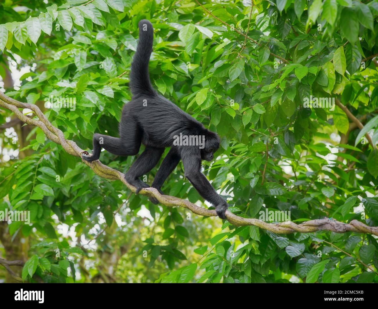 Singe araignée brune Banque de photographies et d’images à haute ...