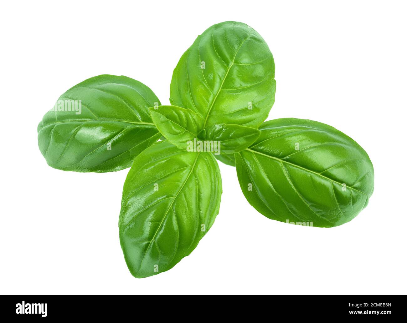 Feuille de basilic fraîche isolée sur fond blanc avec un chemin de ...