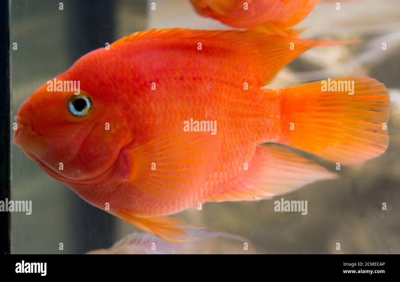 Poisson de perroquet d'orange aquarium de poisson de cichlid africain ...