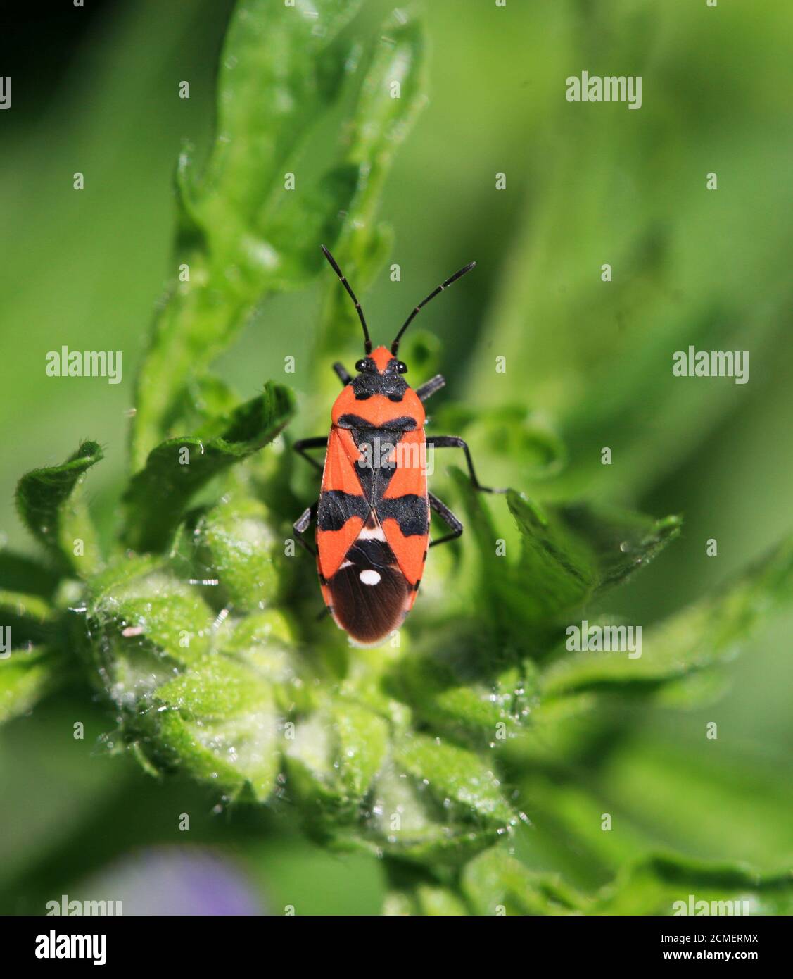 Insecte animal insecte noir Banque de photographies et d’images à haute ...