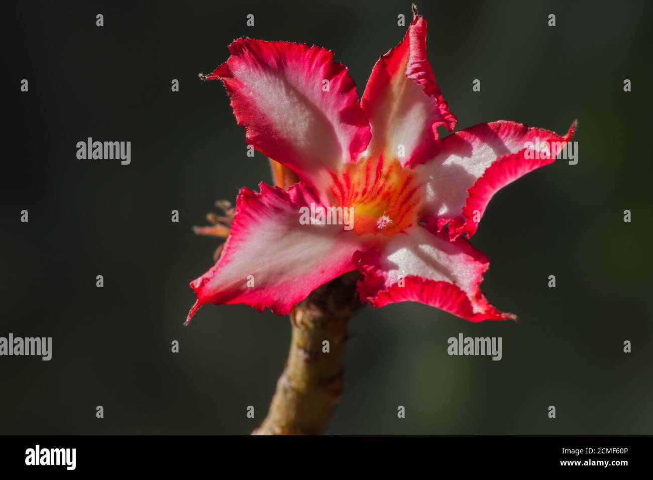 Impala lily flower africa Banque de photographies et d’images à haute ...