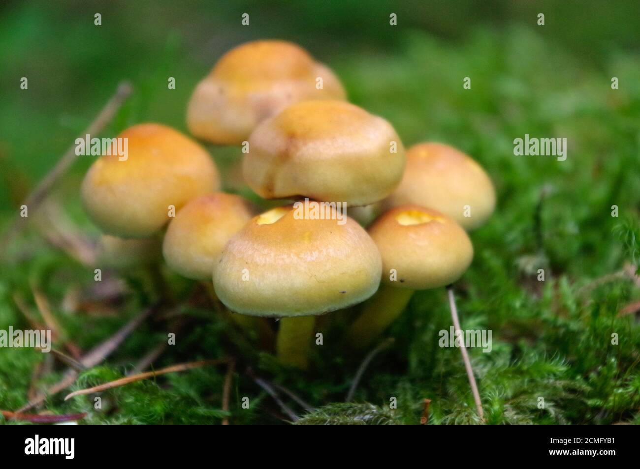 Champignon de vache Banque de photographies et d’images à haute ...