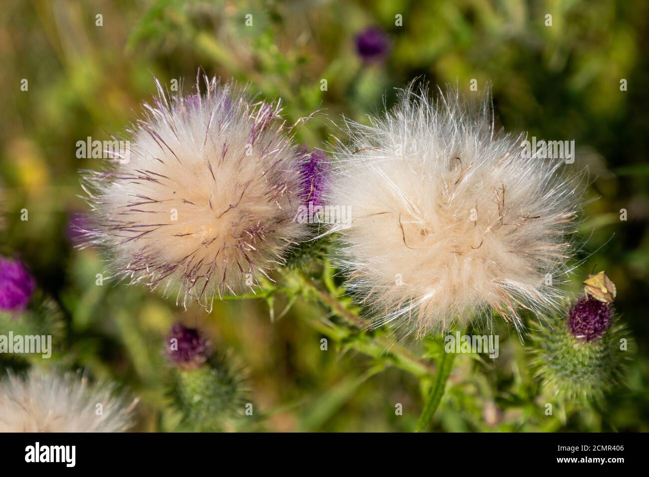 Chardon de bord de route Banque de photographies et d’images à haute ...