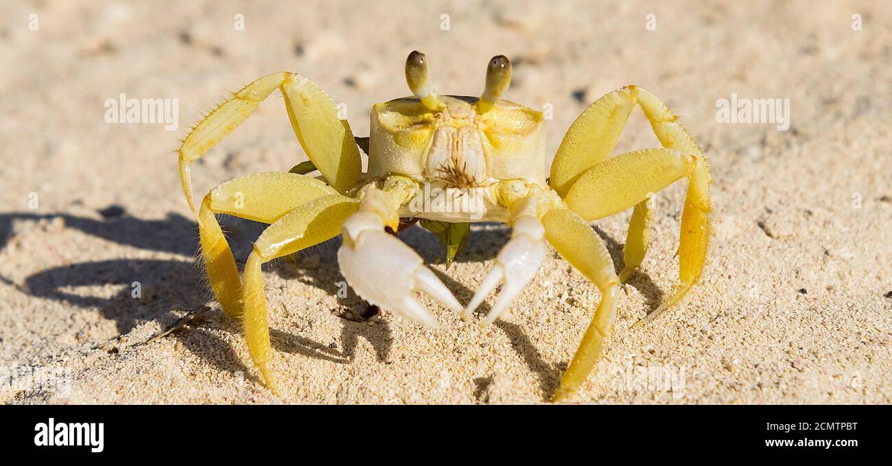 Petite jambe jaune Banque de photographies et d’images à haute ...