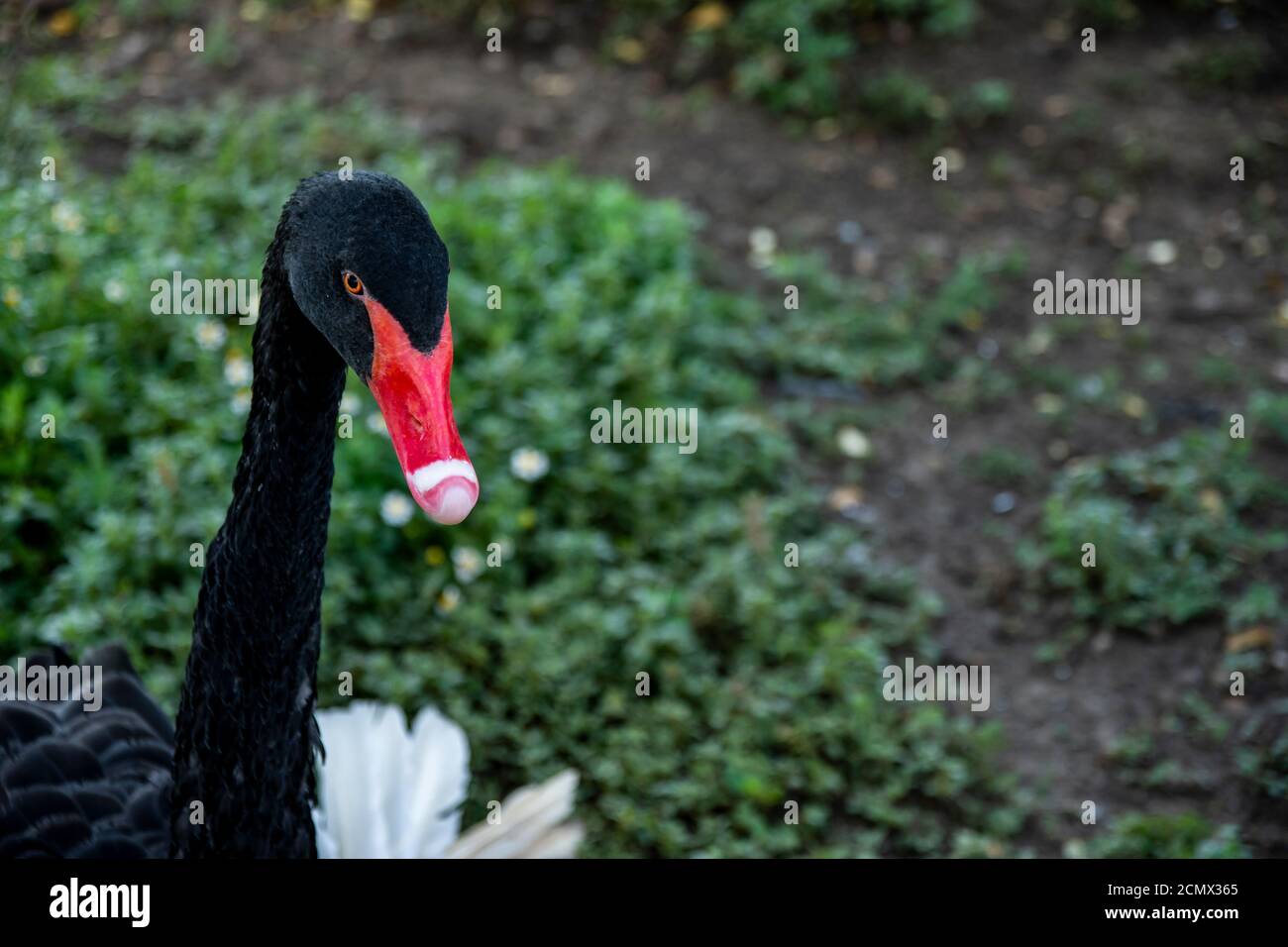 Un bec rouge d'oie noire sauvage dans un champ de pâquerettes Photo ...