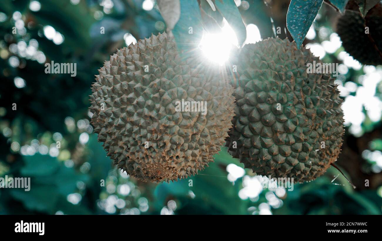 Arbre durian avec des fruits Banque de photographies et d’images à ...
