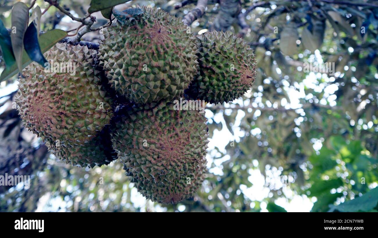 Arbre durian avec des fruits Banque de photographies et d’images à ...