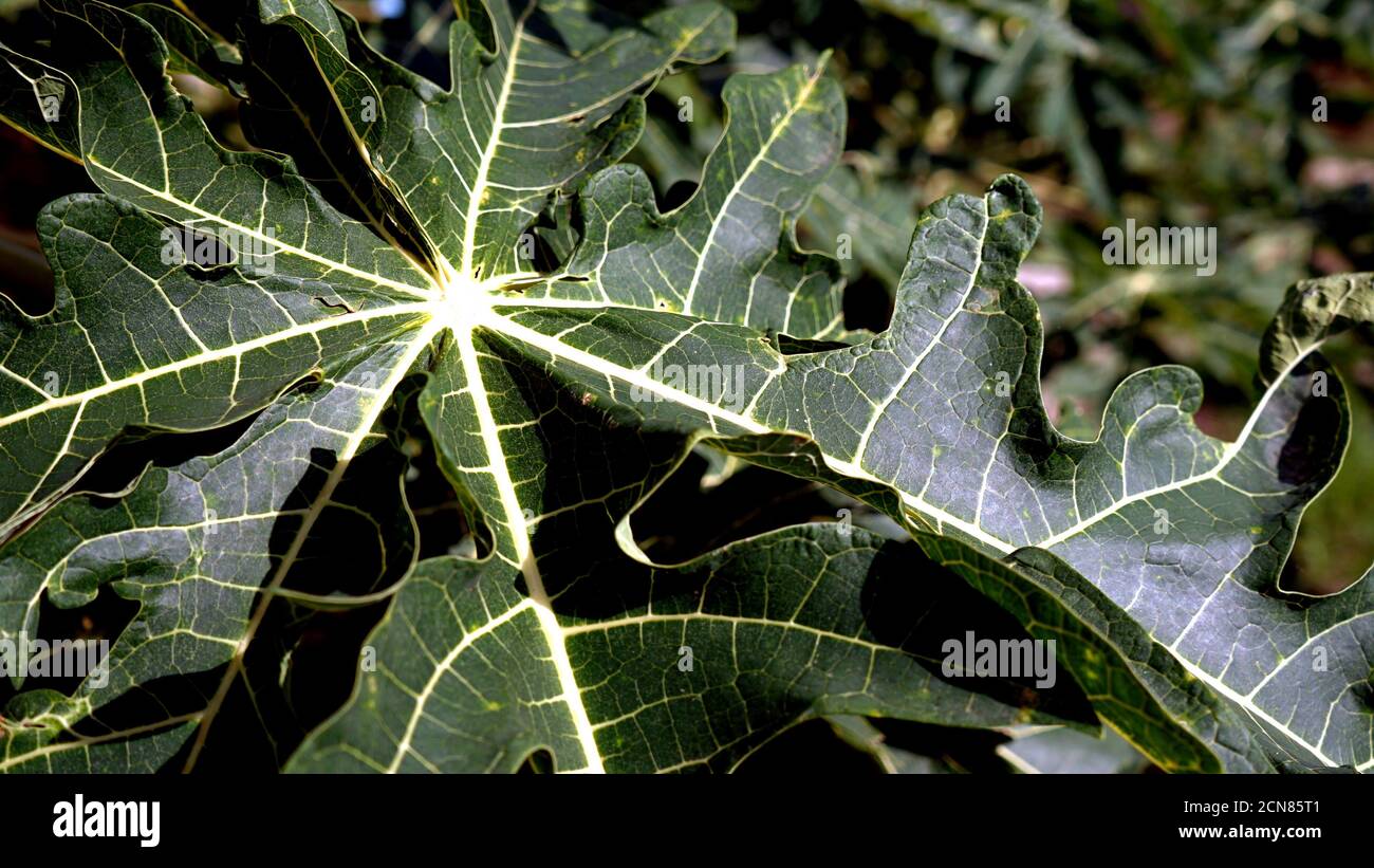 Papaye bio Banque de photographies et d’images à haute résolution - Alamy