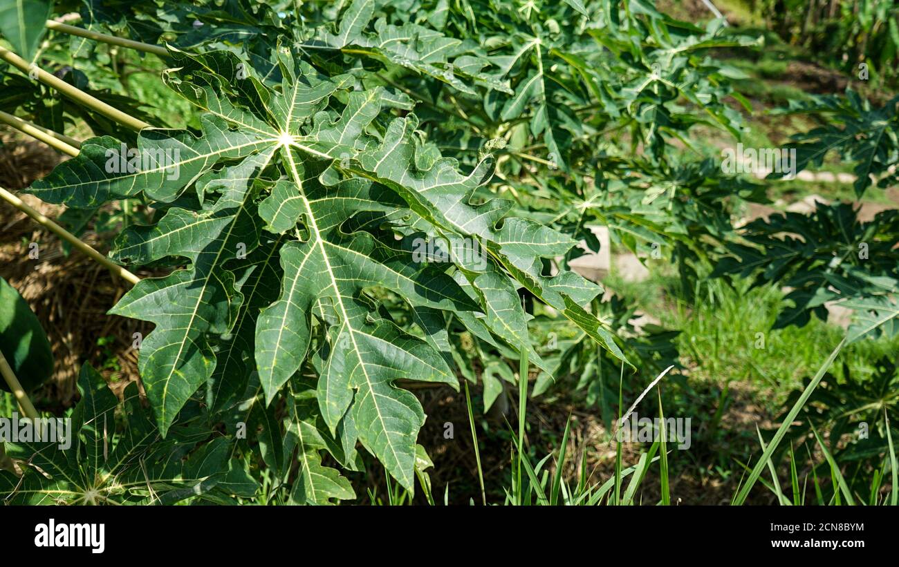 Papaye arbre et feuille Banque de photographies et d’images à haute ...