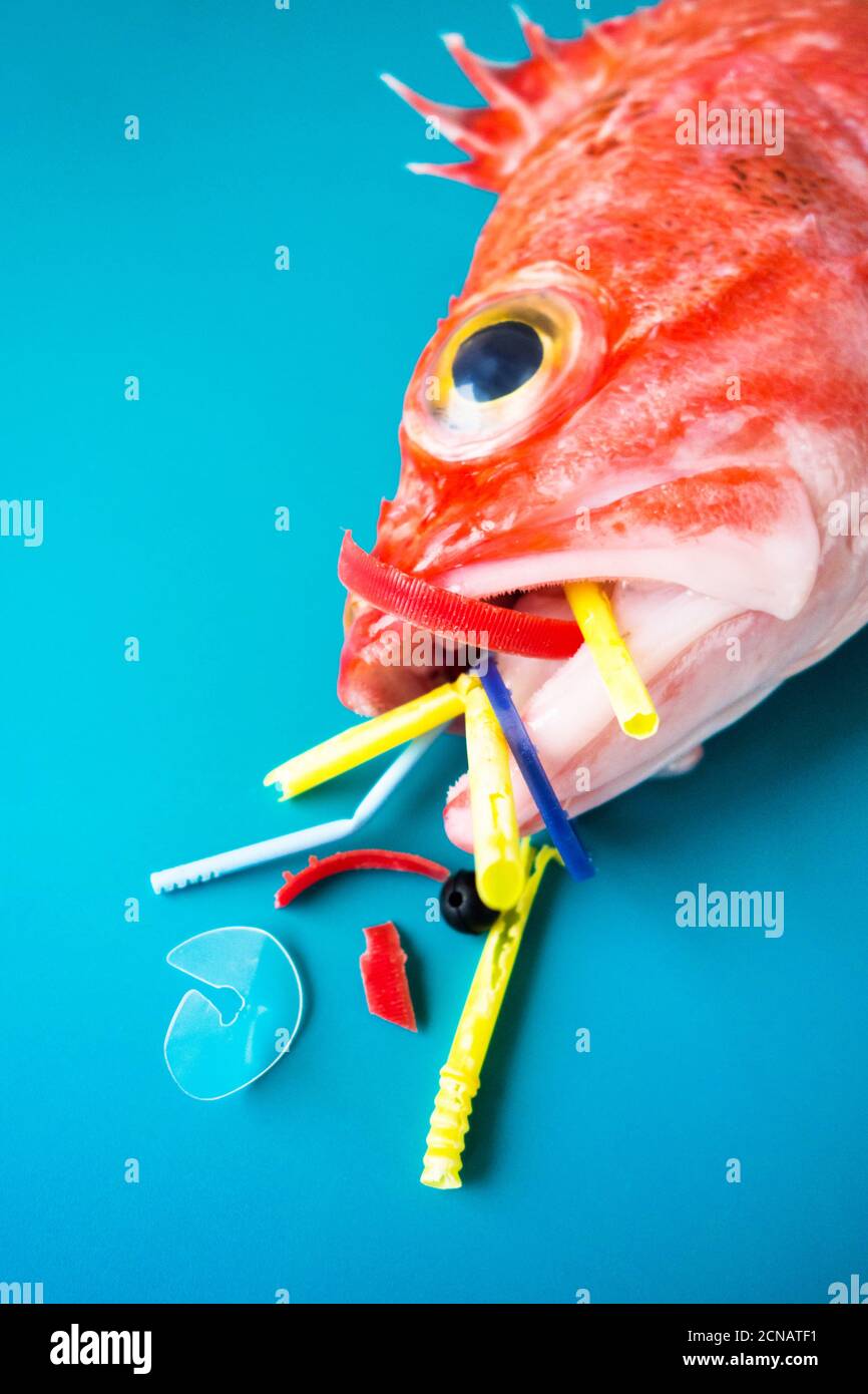 Le poisson rouge (corégone noir), sur fond bleu, mange du plastique et ...