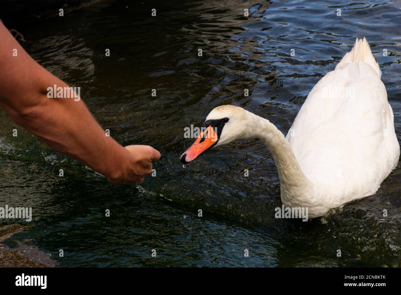 Cygne dans son habitat naturel Banque de photographies et d’images à haute résolution - Alamy