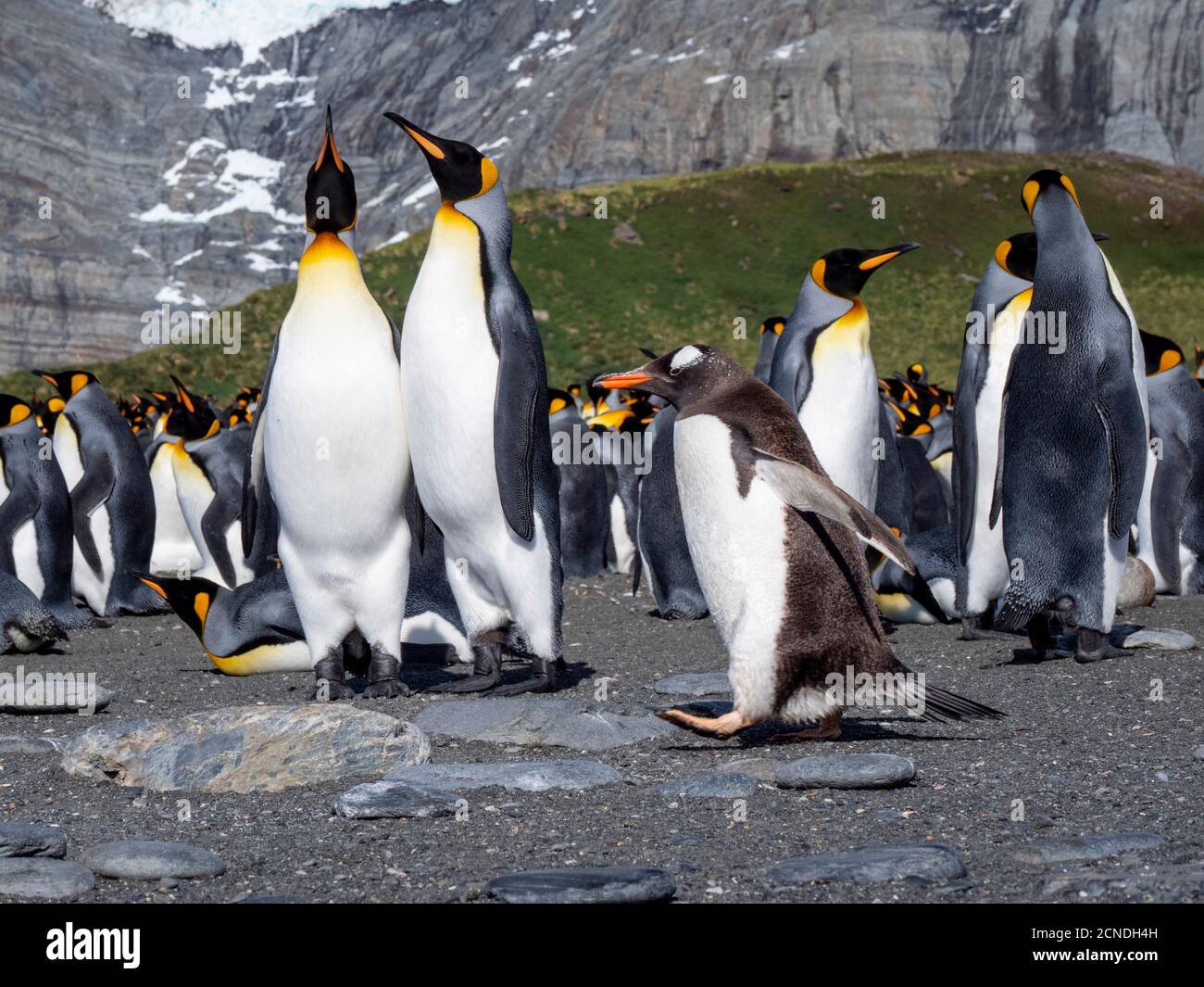 Manchot gentoo adulte (Pygoscelis papouasie), sur la plage avec des ...