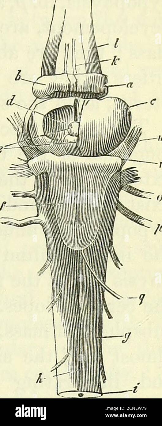 . Sur l'anatomie des vertébrés [ressource électronique] . , fig. 182 ...