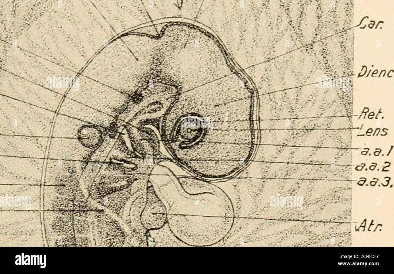 Cellules de la crête neurale Banque de photographies et d’images à ...