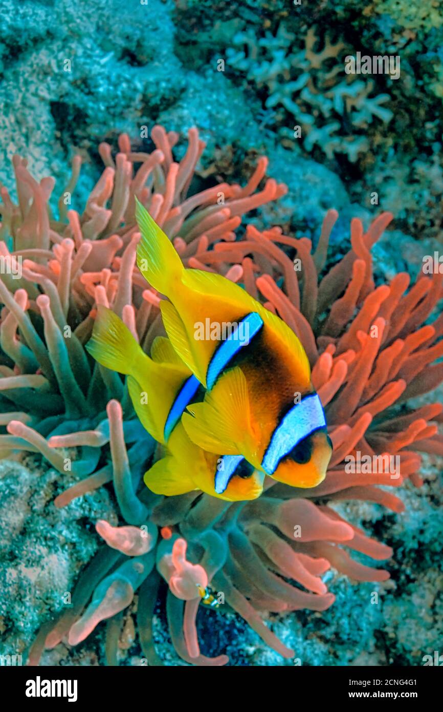 Poisson-clown de la mer Rouge, poisson-anmonégone à deux bandes ...