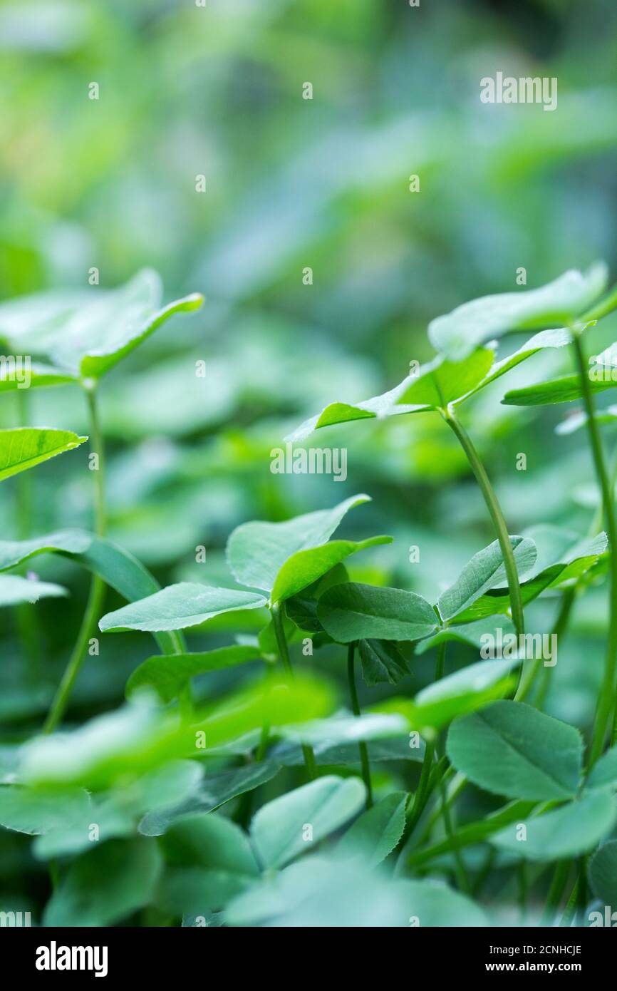 Feuilles de trèfle à quatre feuilles Banque de photographies et d ...