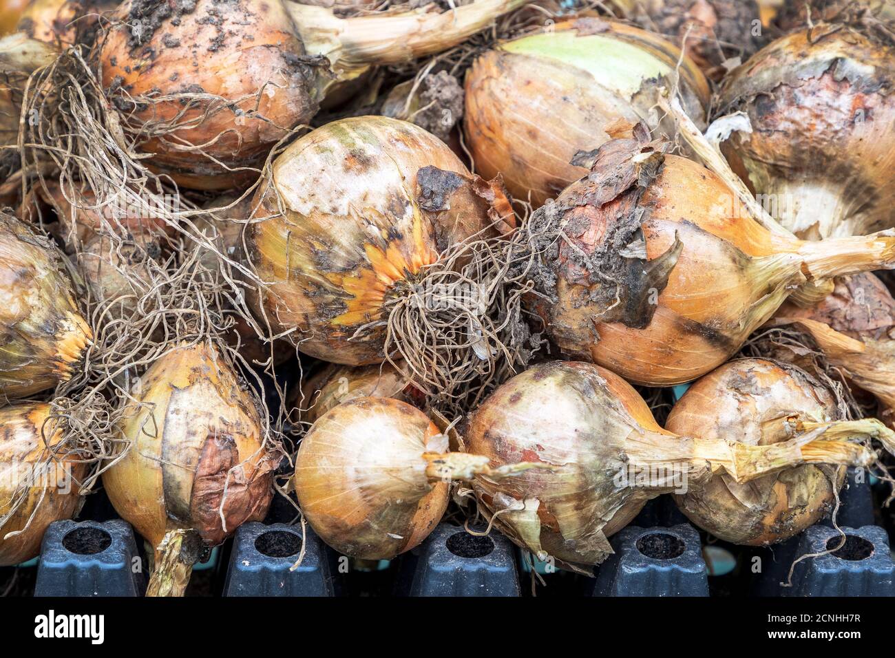 Tas D'oignons Banque d'image et photos - Alamy