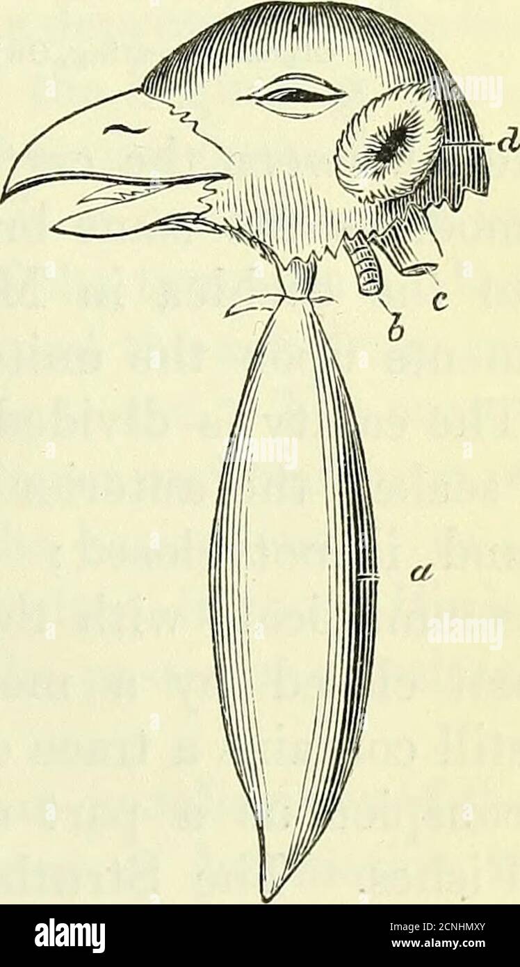 Méat Acoustique Externe Banque d'image et photos - Alamy