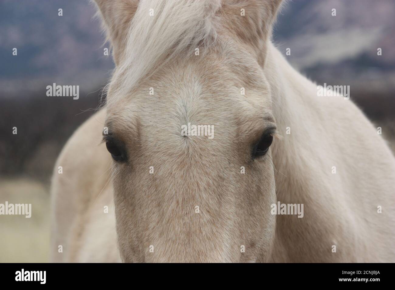Magnifique cheval Banque de photographies et d’images à haute ...