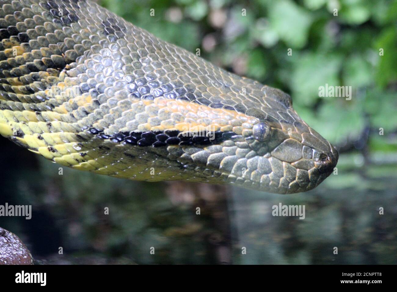 Anakonda vert Banque de photographies et d’images à haute résolution ...