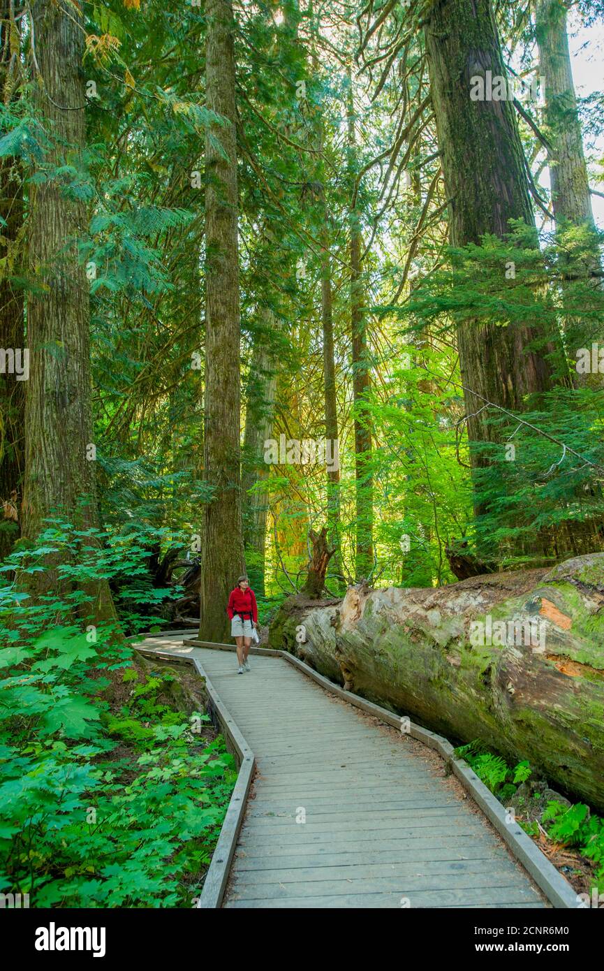 Mt rainier np Banque de photographies et d’images à haute résolution ...