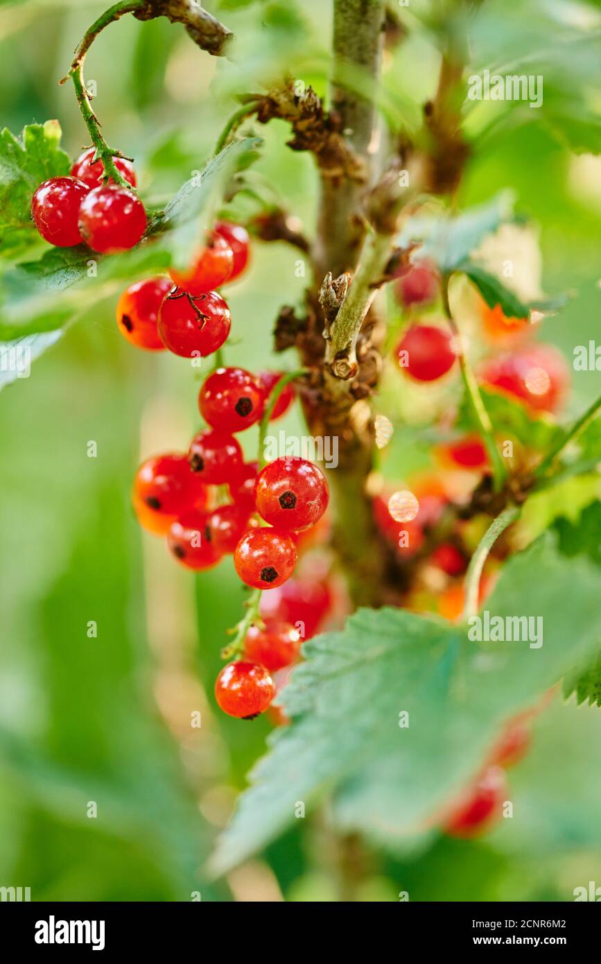 Cassis rouge Banque de photographies et d’images à haute résolution - Alamy