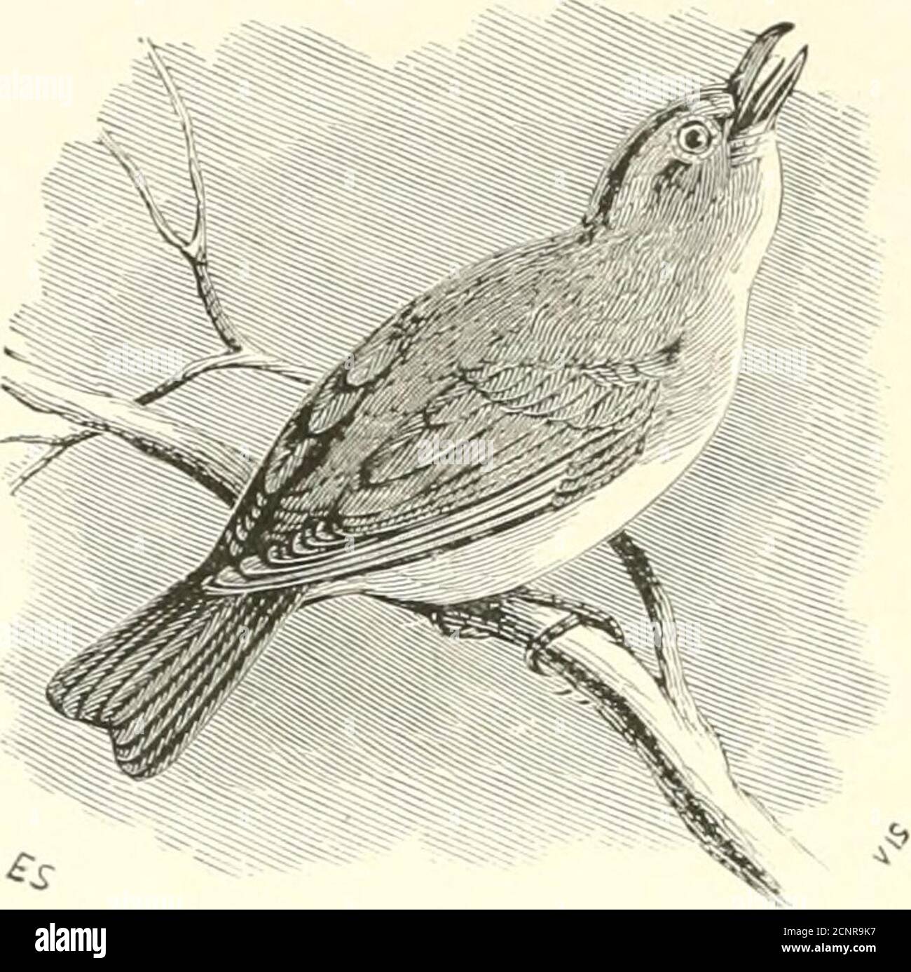 . Les oiseaux de l'est de l'Amérique du Nord se trouvent à l'est du ...
