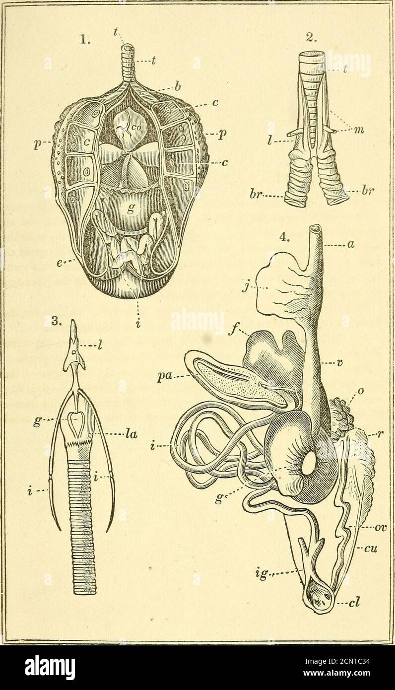 . Ornithologie : l'histoire naturelle des oiseaux : troisième livre d ...