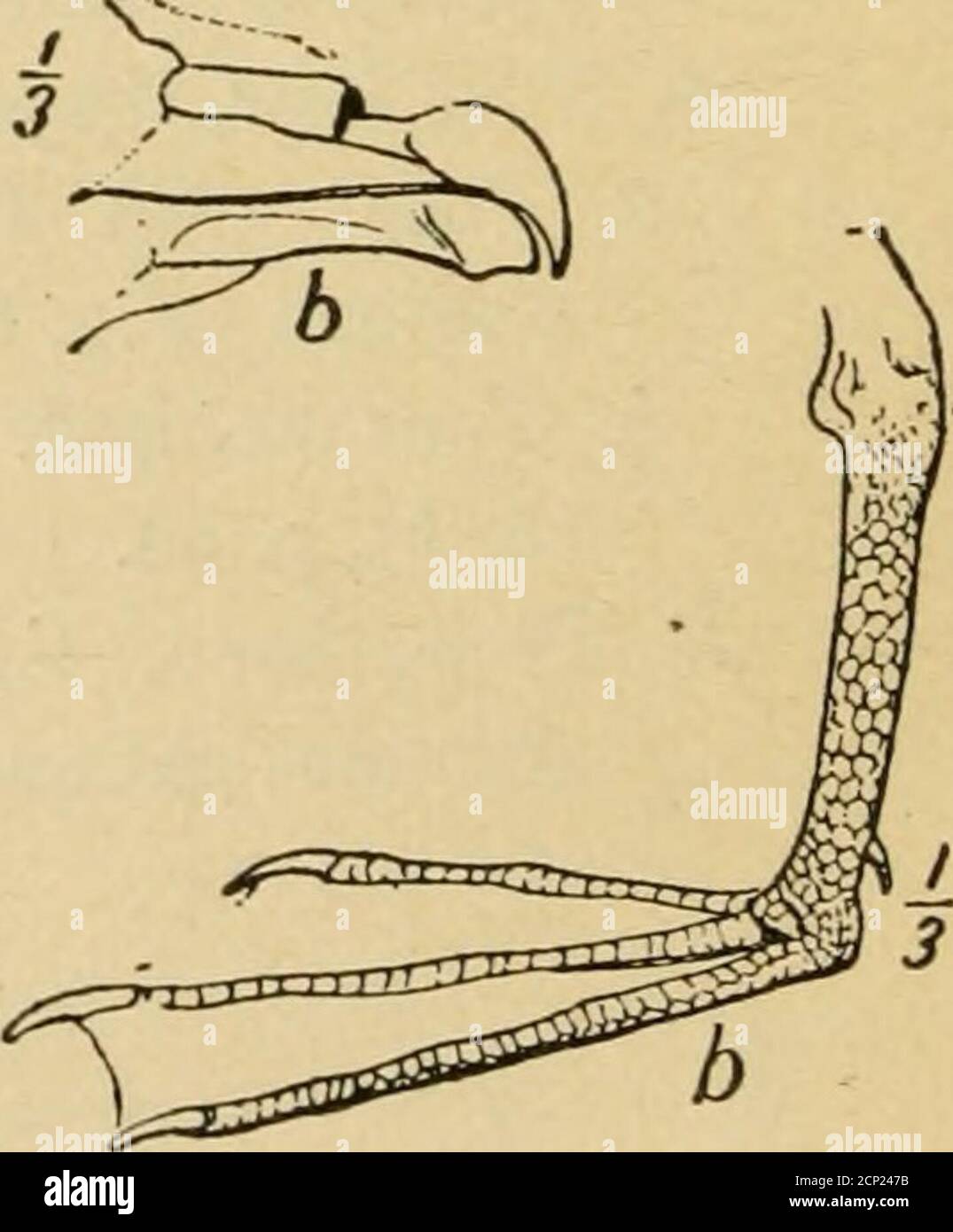 Famille diomedeidae Banque de photographies et d’images à haute ...