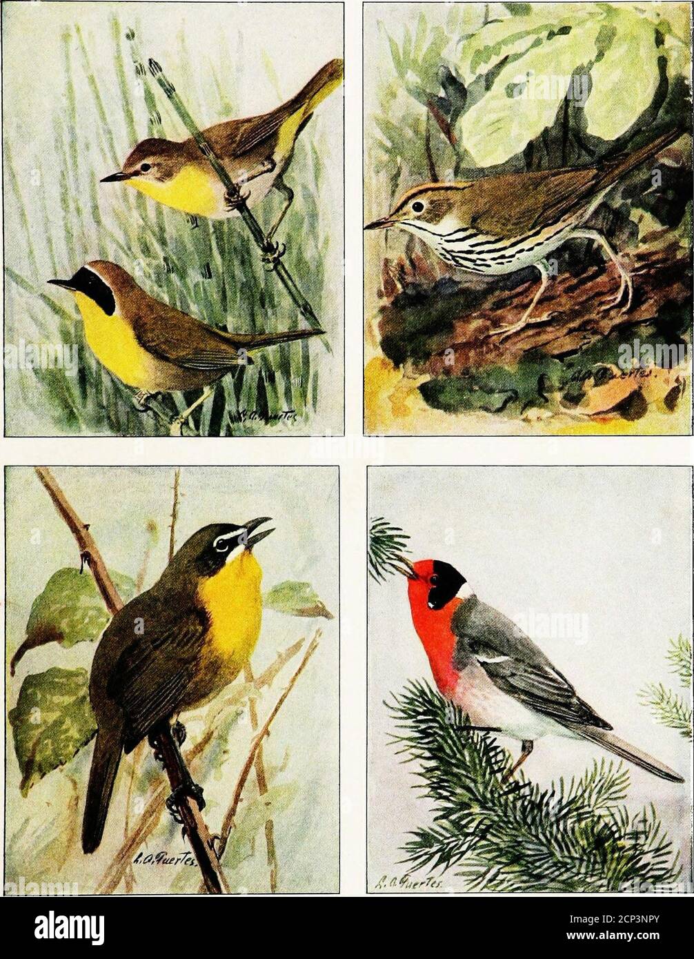 . Le livre des oiseaux : oiseaux communs de ville et de pays et oiseaux ...