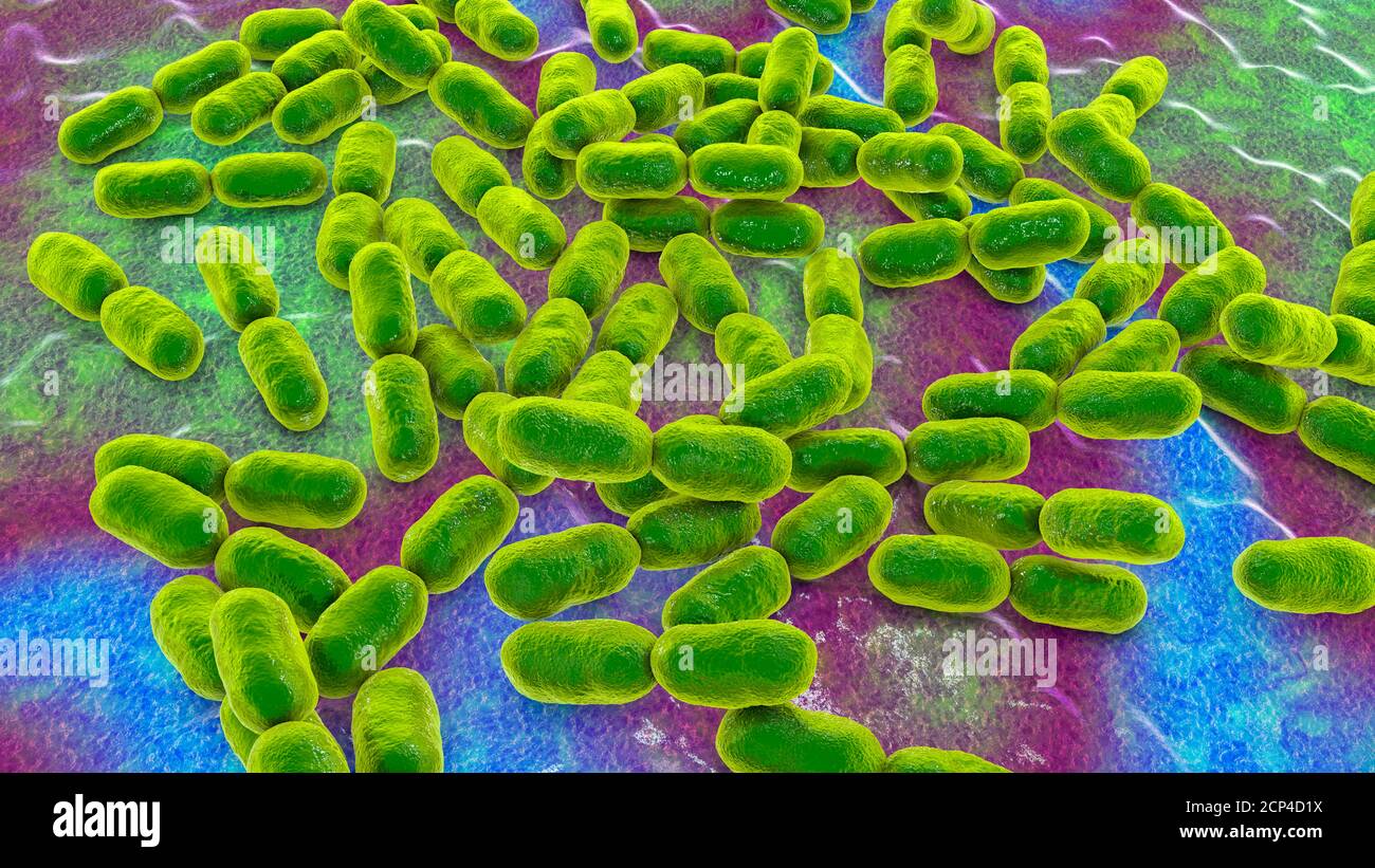 Kingella bacteria Banque de photographies et d’images à haute ...