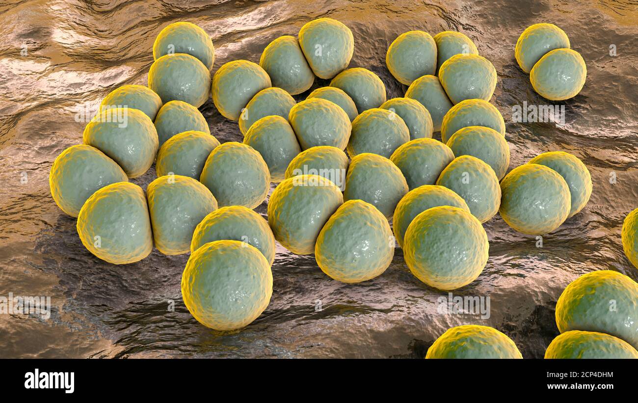 Gram positive streptococcus pneumoniae Banque de photographies et d ...