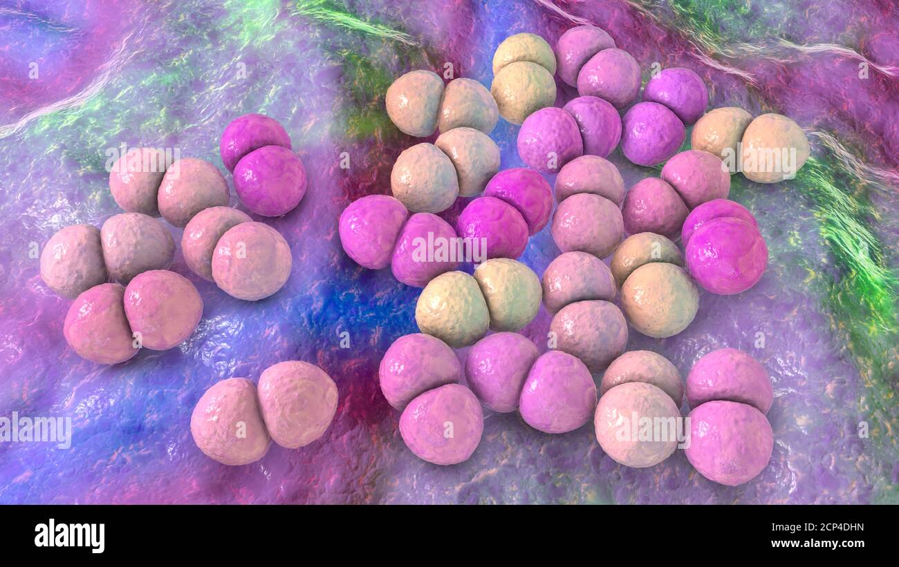 Gram positive streptococcus pneumoniae Banque de photographies et d ...