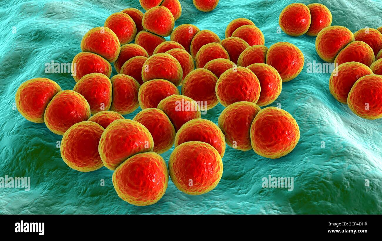 Gram positive streptococcus pneumoniae Banque de photographies et d ...