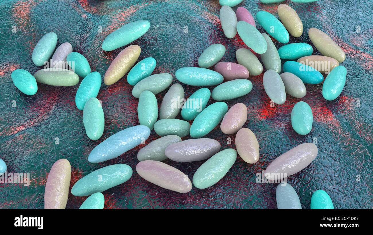 Yersinia pestis bacteria Banque de photographies et d’images à haute ...