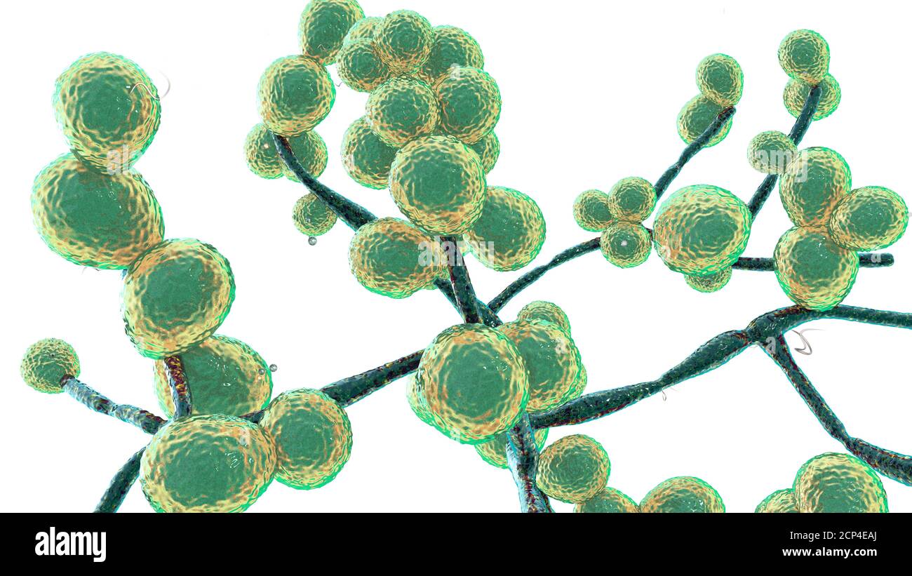 Champignon candida albicans Banque d'images détourées - Alamy