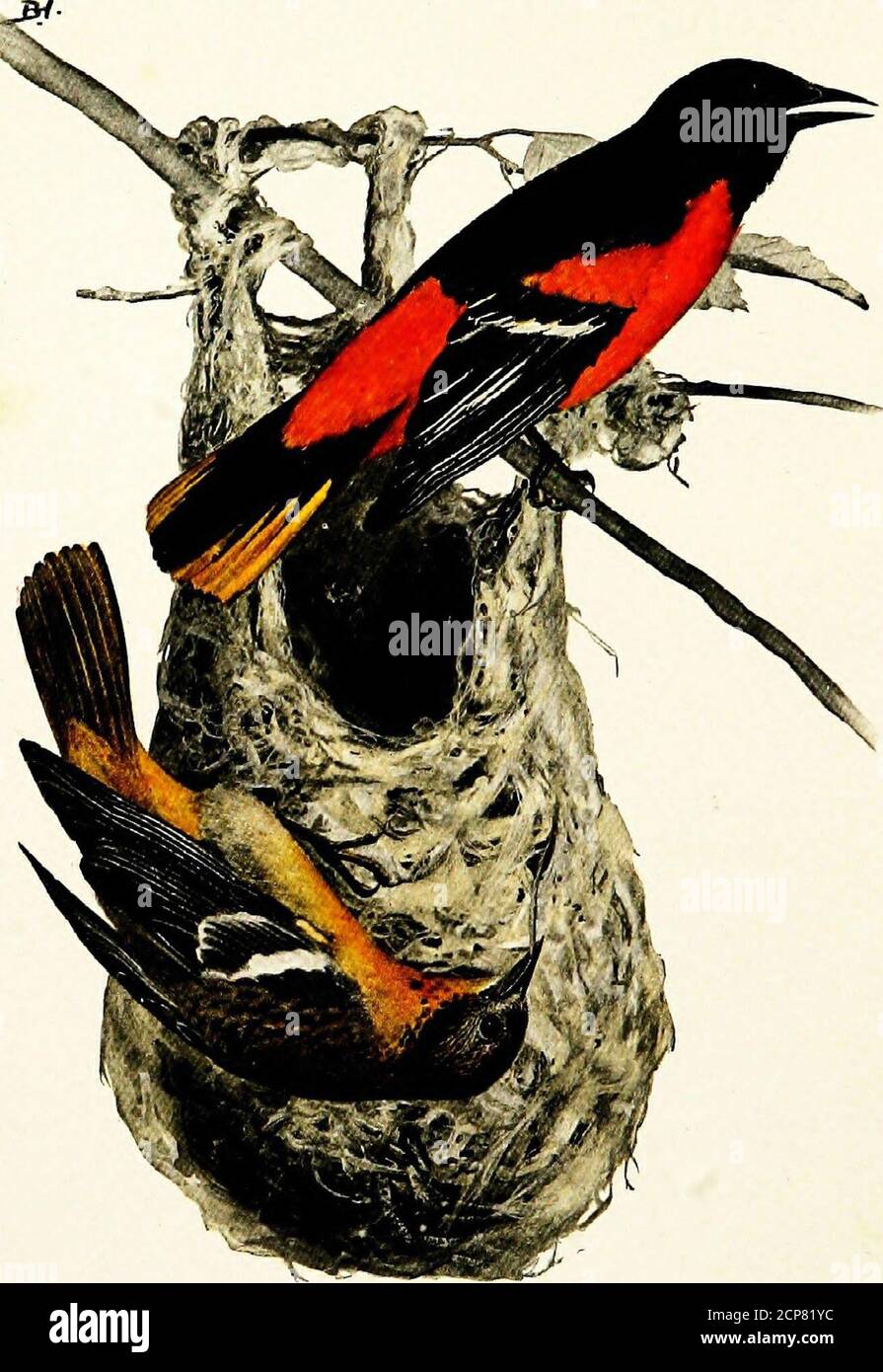 . Grey Lady et les oiseaux; histoires de l'année des oiseaux pour la ...