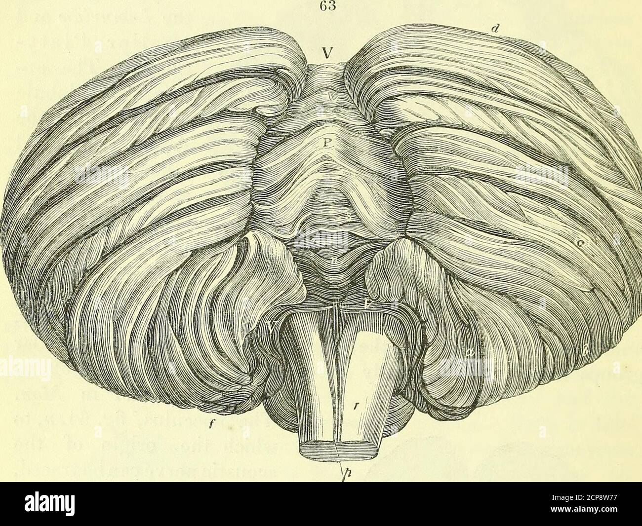 . Sur l'anatomie des vertébrés [ressource électronique] . Cerveau du ...