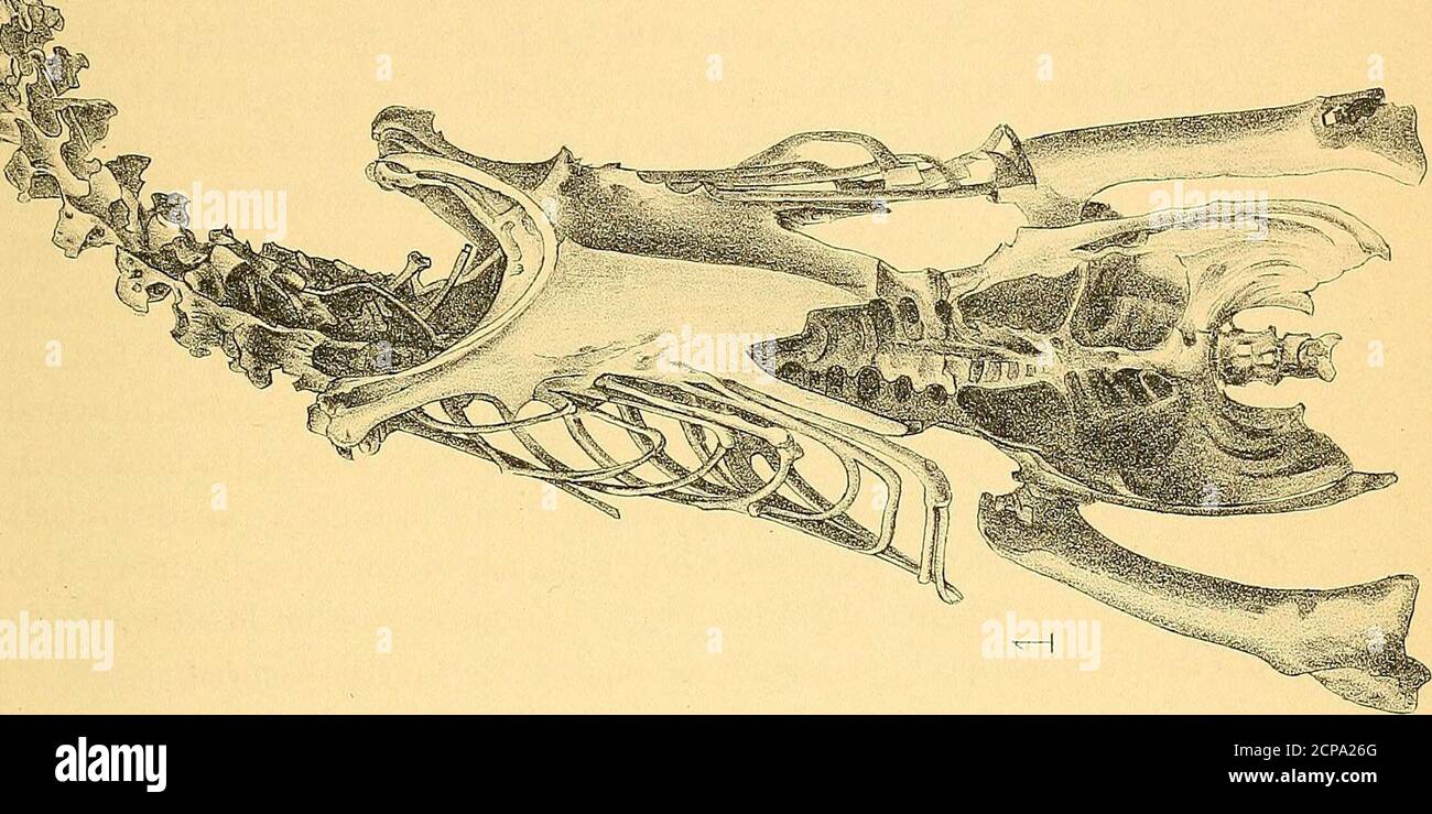 Processus xiphoïde Banque de photographies et d’images à haute ...