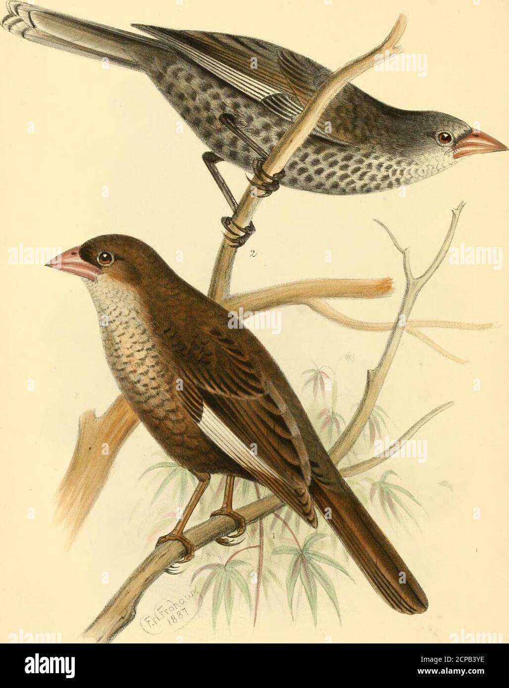 . Une monographie des oiseaux-tisserands, des Ploceidae et des finches ...