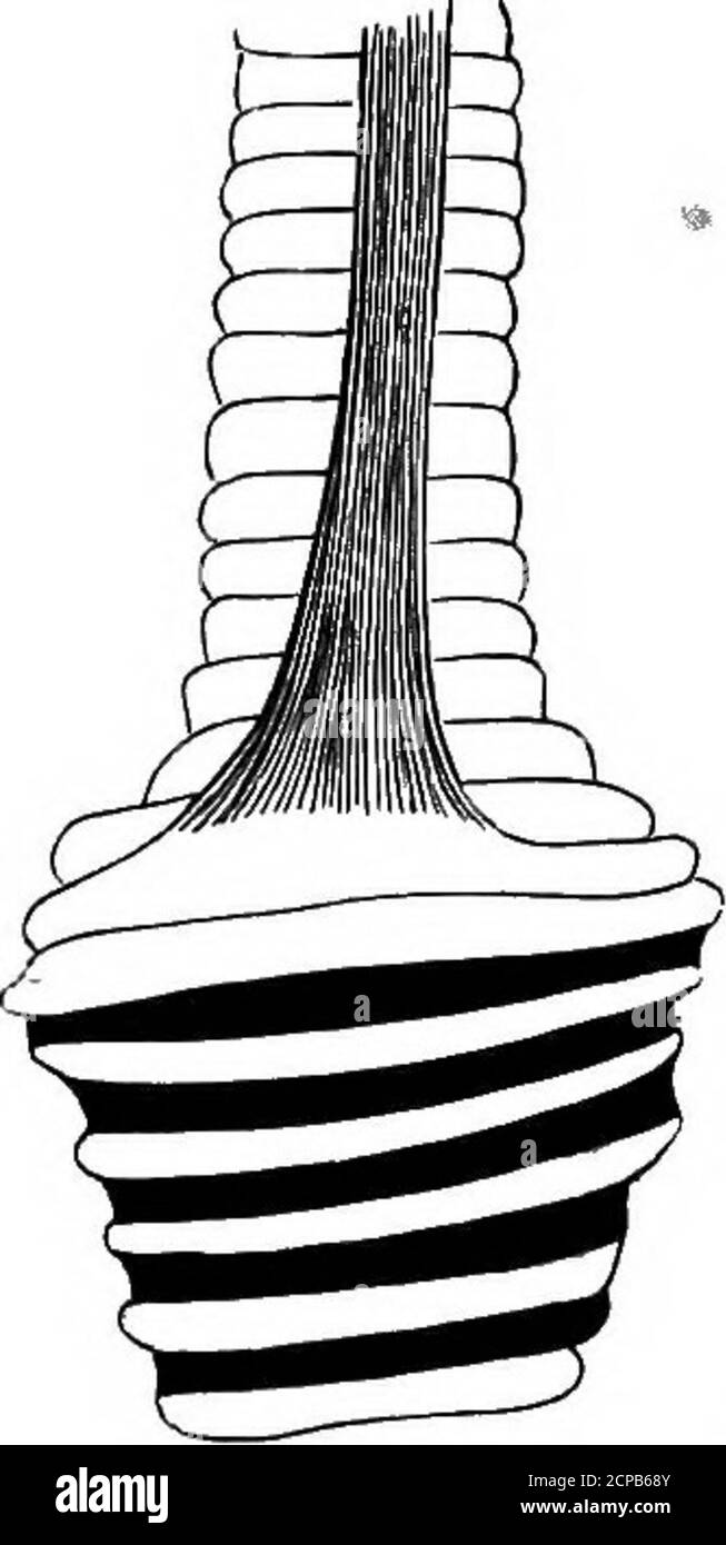 Musculos dorsales del latissimus Banque de photographies et d’images à ...