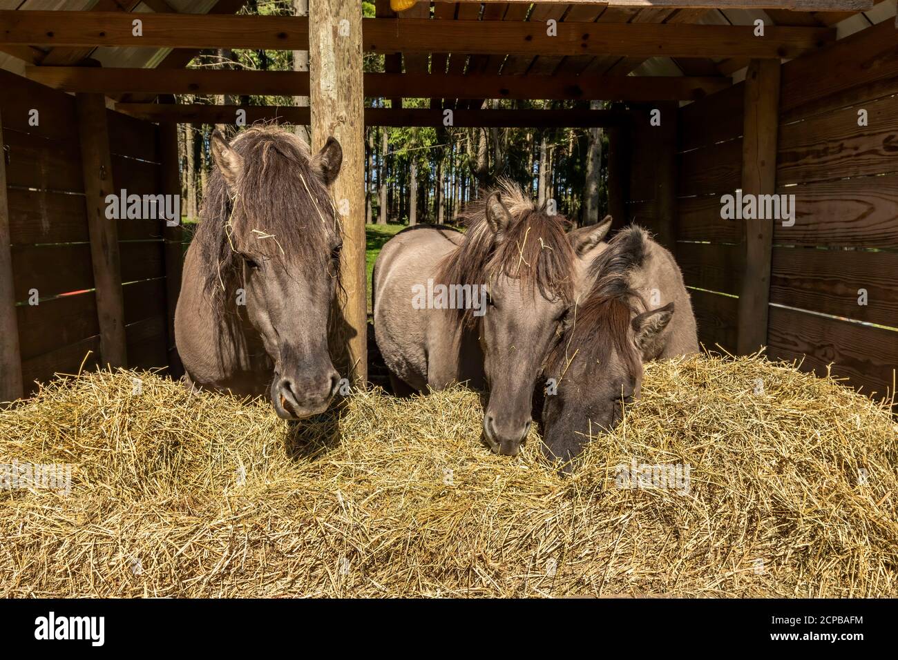 Le tarpan mongol Banque de photographies et d’images à haute résolution ...