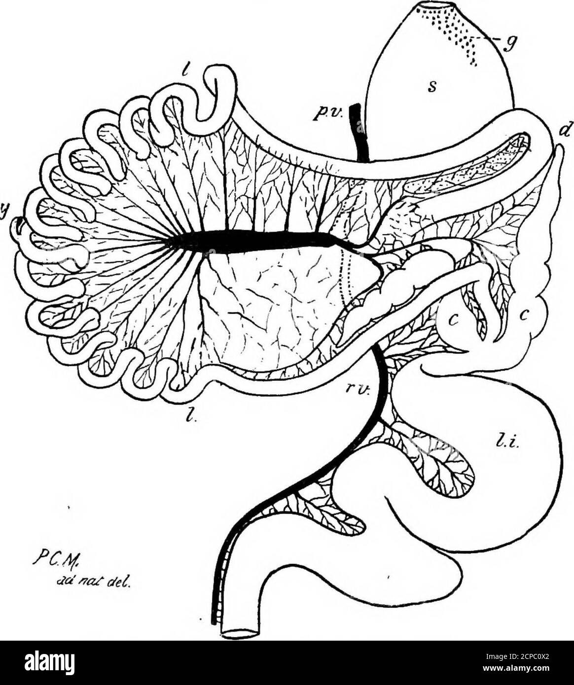 . La structure et la classification des oiseaux . Figure 8.—Tbact ...