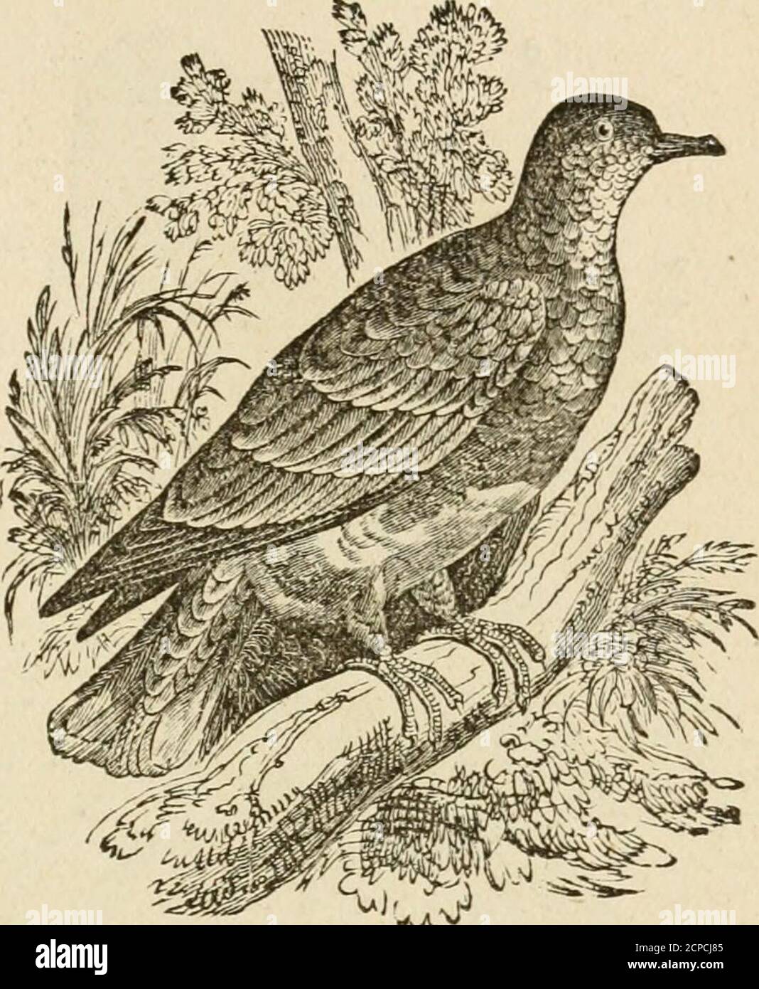 . L'histoire des oiseaux : leurs variétés et leurs bizarreries ...