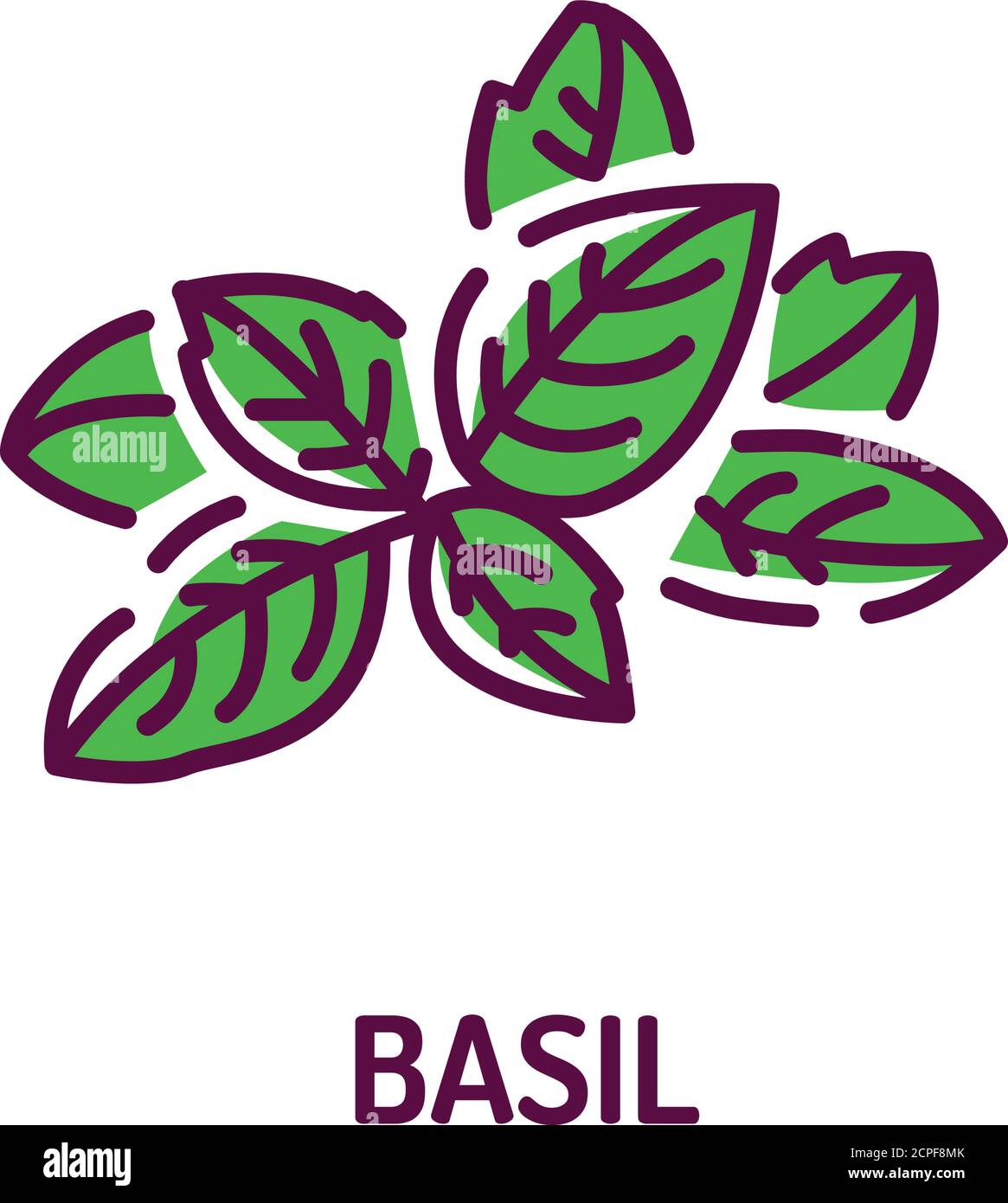 Basilic Dessin Banque d'image et photos - Alamy