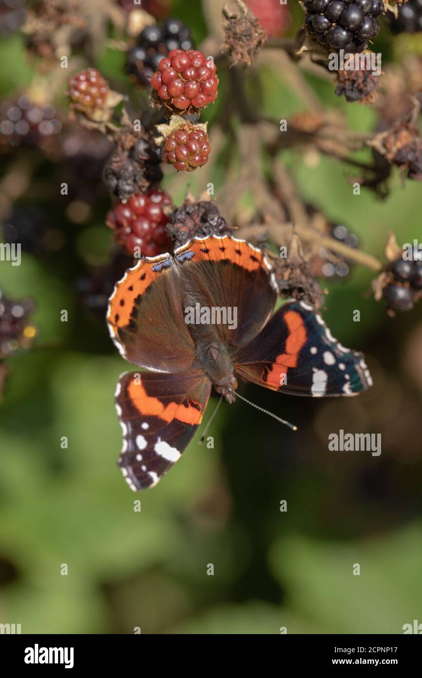 étapes de la graine au fruit Banque de photographies et d’images à ...
