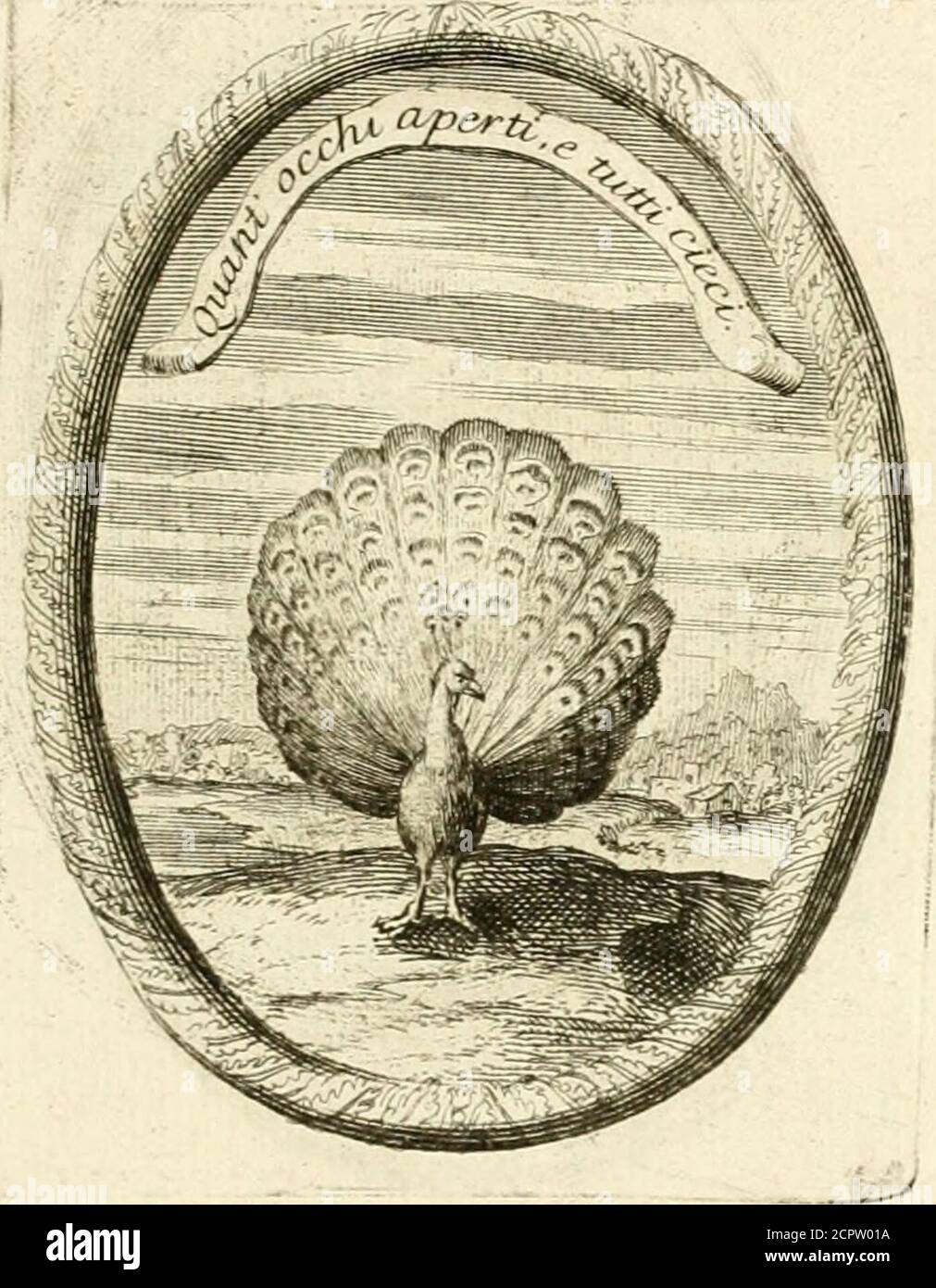 Gallus inde Banque de photographies et d’images à haute résolution - Alamy