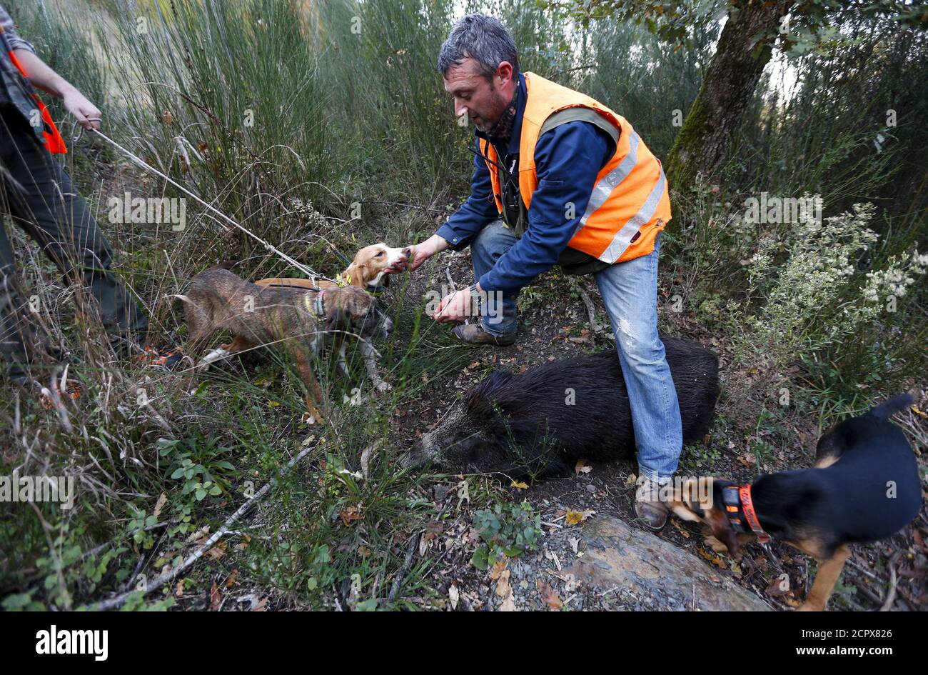 Sanglier mort route Banque de photographies et d’images à haute ...