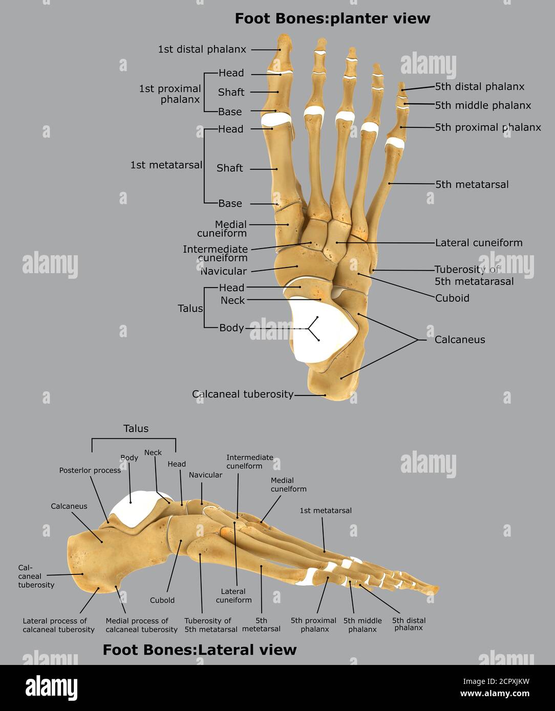 Squelette humain OS du pied Anatomy for Medical concept Illustration 3D ...