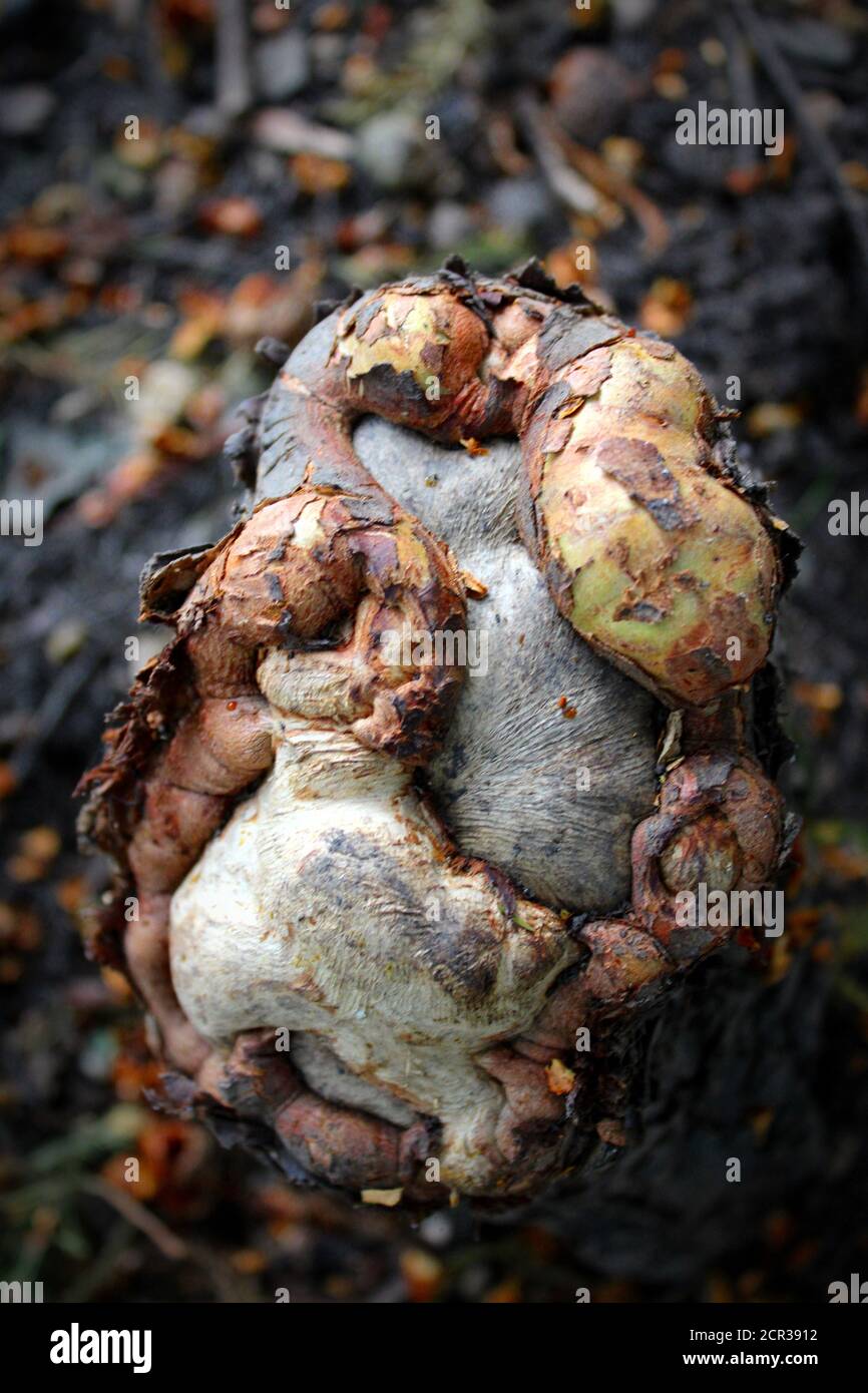 Cypress stump Banque de photographies et d’images à haute résolution ...